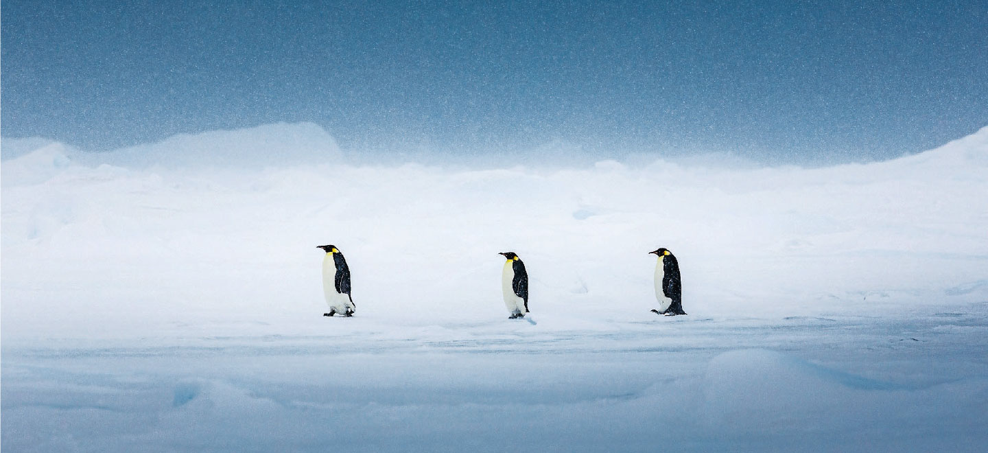 Web_070_Titelbilder_04_1440x660px-Pinguin_David Merron_Getty Images ...